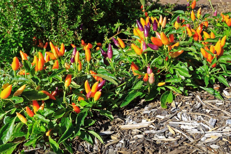 Spicy Chili Pepper Plant stock image. Image of leaves - 46062171