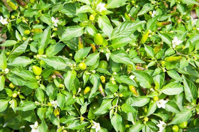 Spicy pepper plants stock image. Image of freshness, cultivation - 57567869
