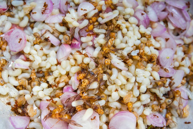 Ant Eggs Salad stock photo. Image of vegetable, spicy - 95964624