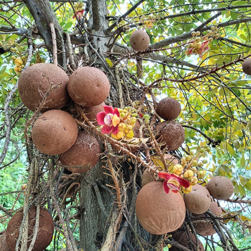 Cannonball Tree is a Kind of Auspicious Tree. Stock Photo - Image of ...