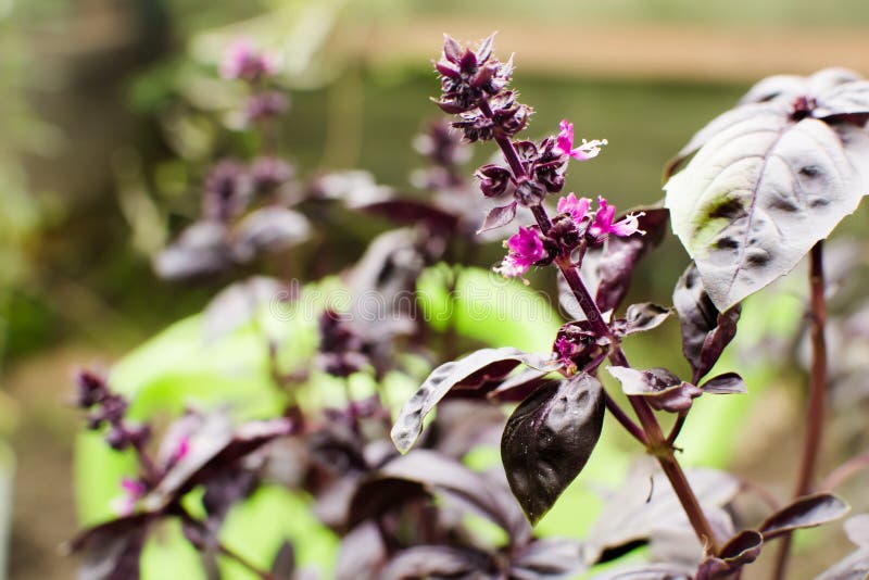 Blue basil stock image. Image of margarita, violet, magenta - 257944283
