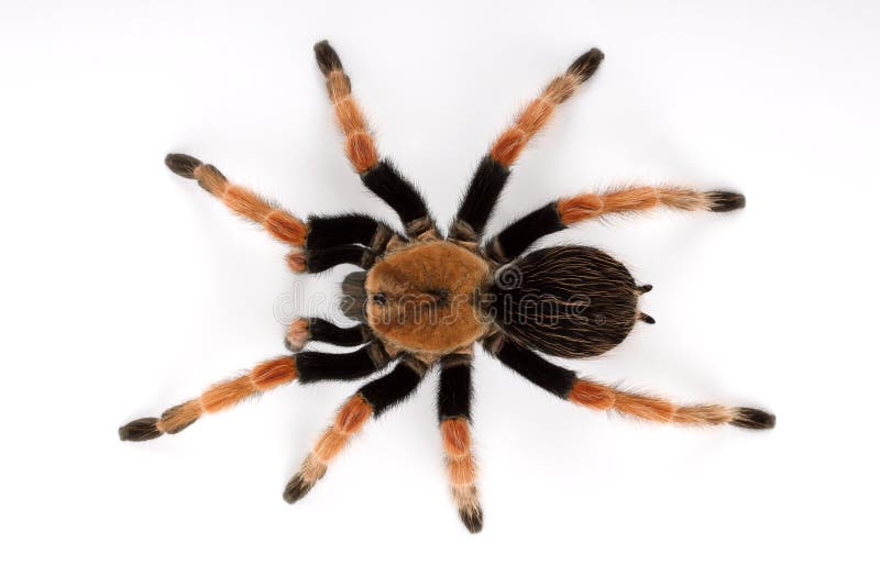 Tarantula top view stock photo. Image of high, view, spider - 23367242