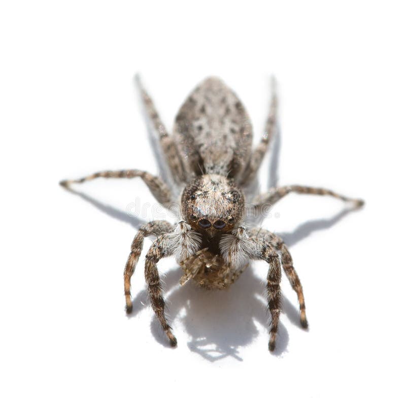 A Wolf Spider Shell Back Close-up Stock Photo - Image of background ...