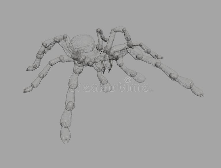 Spider Wireframe Stock Illustrations – 378 Spider Wireframe Stock ...