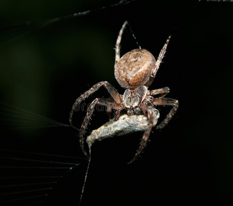 Spider stock image. Image of crawling, terrified, prison - 10758427