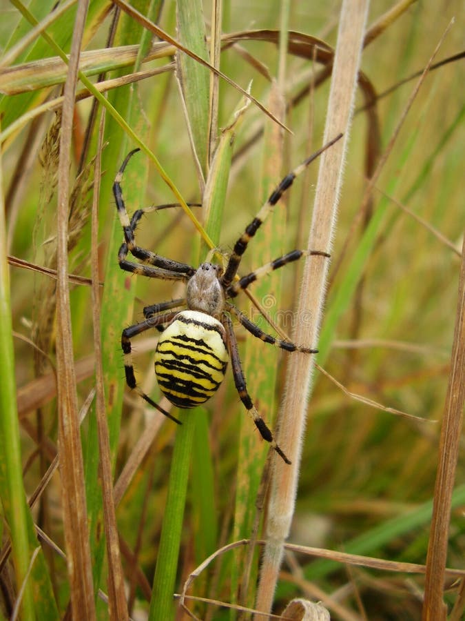Spider stock photo. Image of wild, blades, nature, predator - 1168386