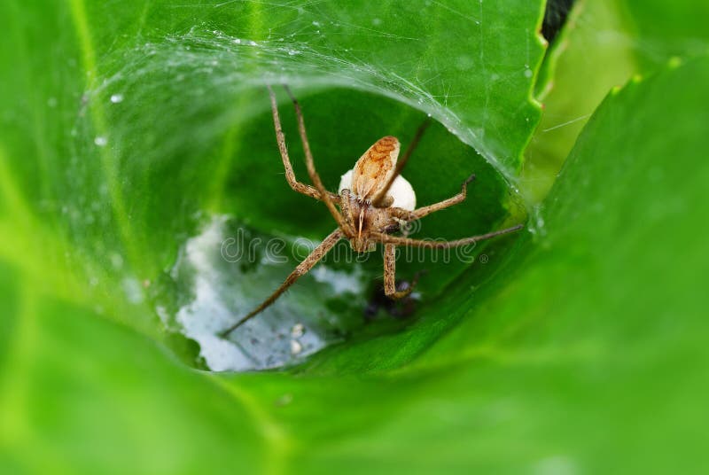 Big frightening spider stock image. Image of insect, hairy - 12064871