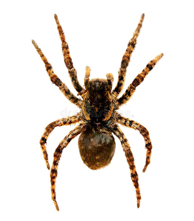2,332 Black White Tarantula Spider Stock Photos - Free & Royalty-Free ...
