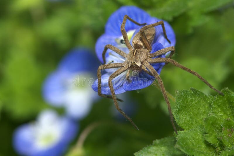 Spider stock image. Image of spring, animal, blossom - 12489489