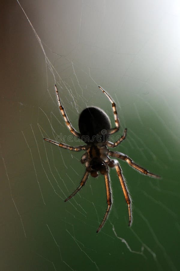 Spider stock image. Image of limbs, trap, spider, small - 13081585