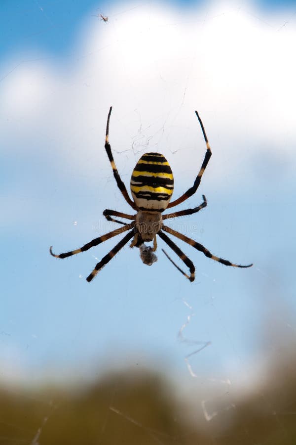 Spider at work stock photo. Image of arachnid, fang, prey - 3875622