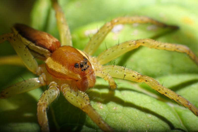 Spider stock photo. Image of nature, spider, feet, macro - 15577018