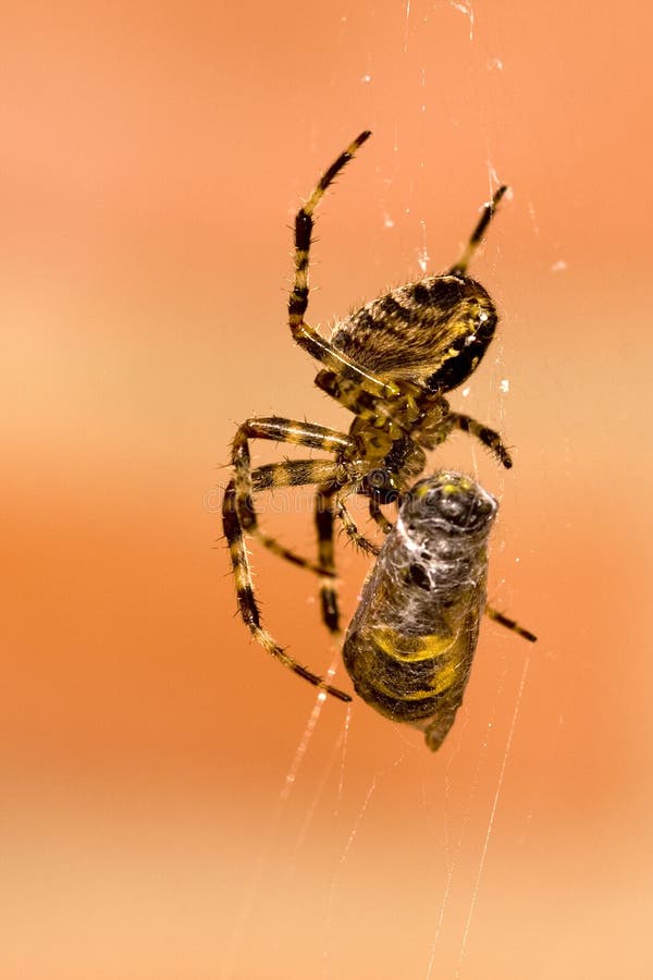 Australian paralysis tick stock image. Image of dangerous - 23285649