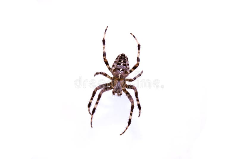 A front view of spider stock photo. Image of insect, scary - 47668