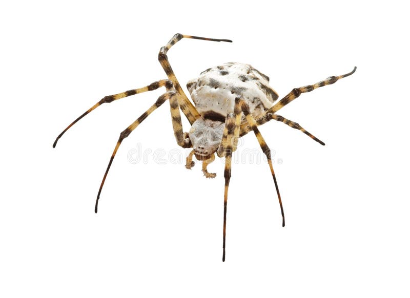 Eight Eyed,green Huntsman Spider Over White Stock Photo - Image of ...
