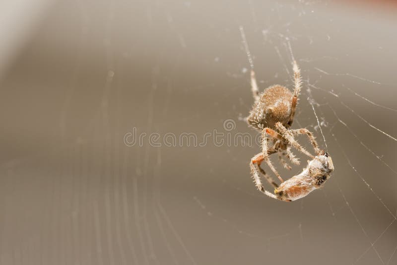 Spider stock photo. Image of nature, mining, hairy, spider - 16825980