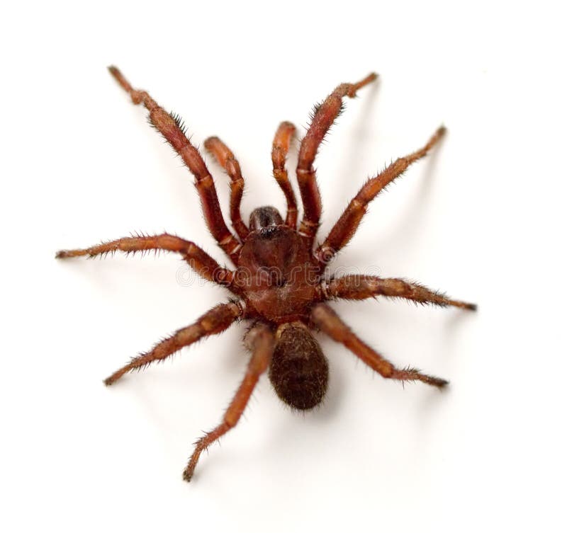 Tarantula top view stock photo. Image of high, view, spider - 23367242