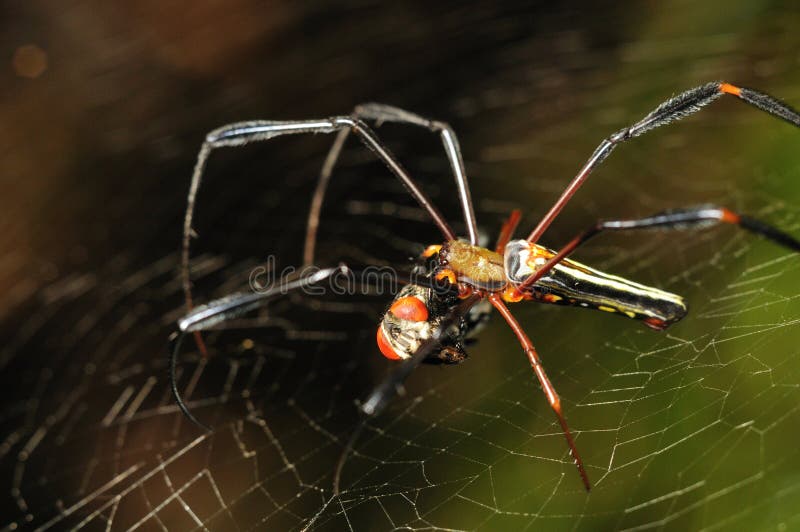 Spider stock image. Image of spider, macro, fierce, predator - 19668985