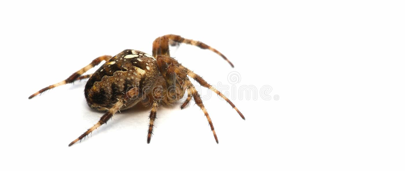 950 Scared Spider Stock Photos - Free & Royalty-Free Stock Photos from ...