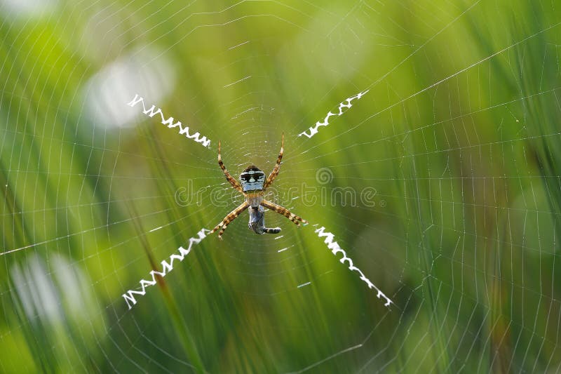 Spider stock image. Image of funny, wait, clean, peaceful - 19933933
