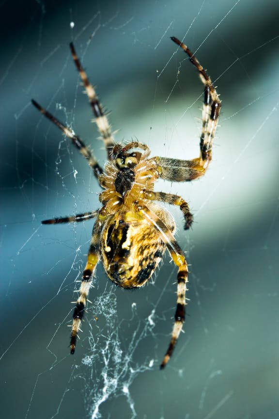 Spider stock photo. Image of hair, crawl, legs, lurk - 21098140