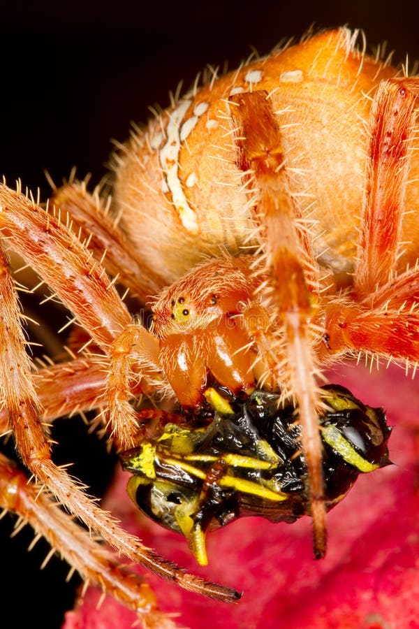 Spider stock photo. Image of predator, wasp, arthropod - 22291600