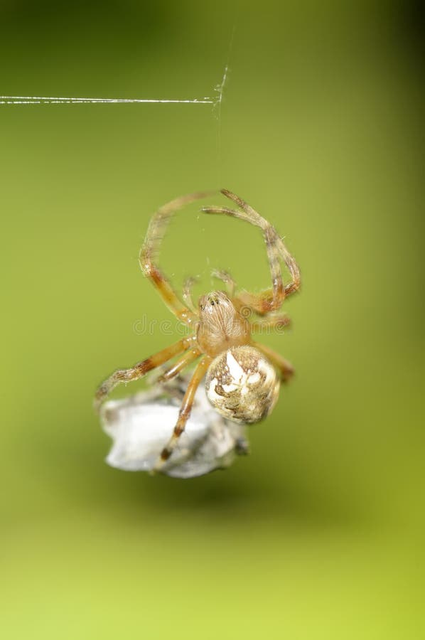Spider at work stock photo. Image of arachnid, fang, prey - 3875622