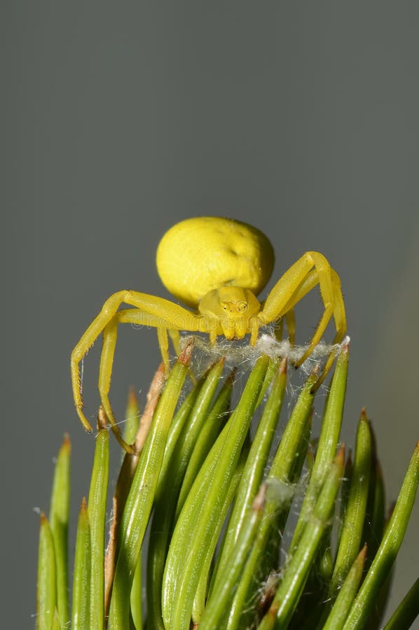 Spider at work stock photo. Image of arachnid, fang, prey - 3875622