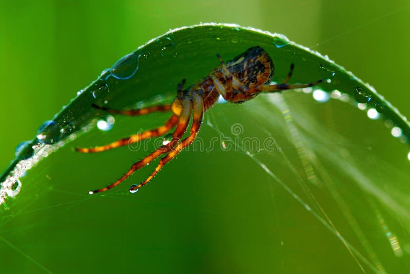 Spider stock photo. Image of green, attercop, pearls - 26117288