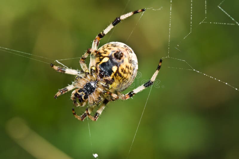 Spider at work stock photo. Image of arachnid, fang, prey - 3875622