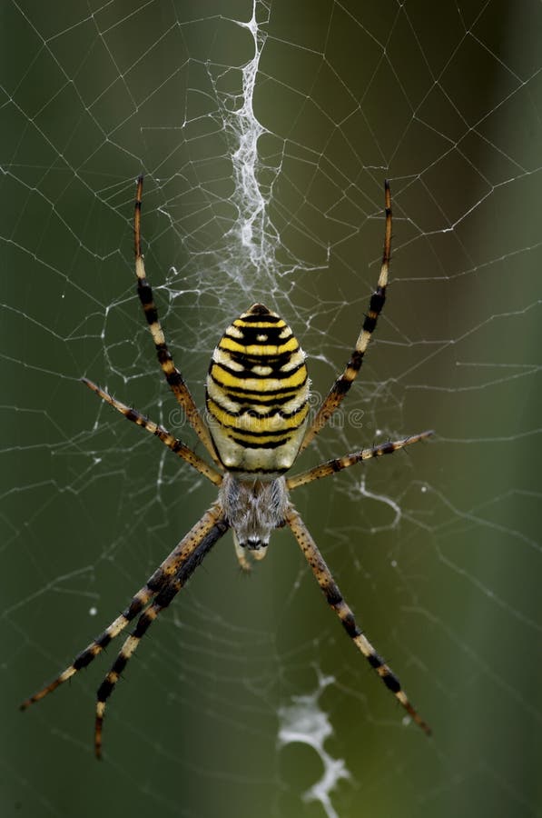 Spider stock image. Image of insect, stripes, close, striped - 3020565