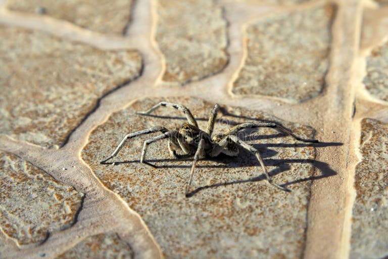 1,195 Spider Floor Background Stock Photos - Free & Royalty-Free Stock ...