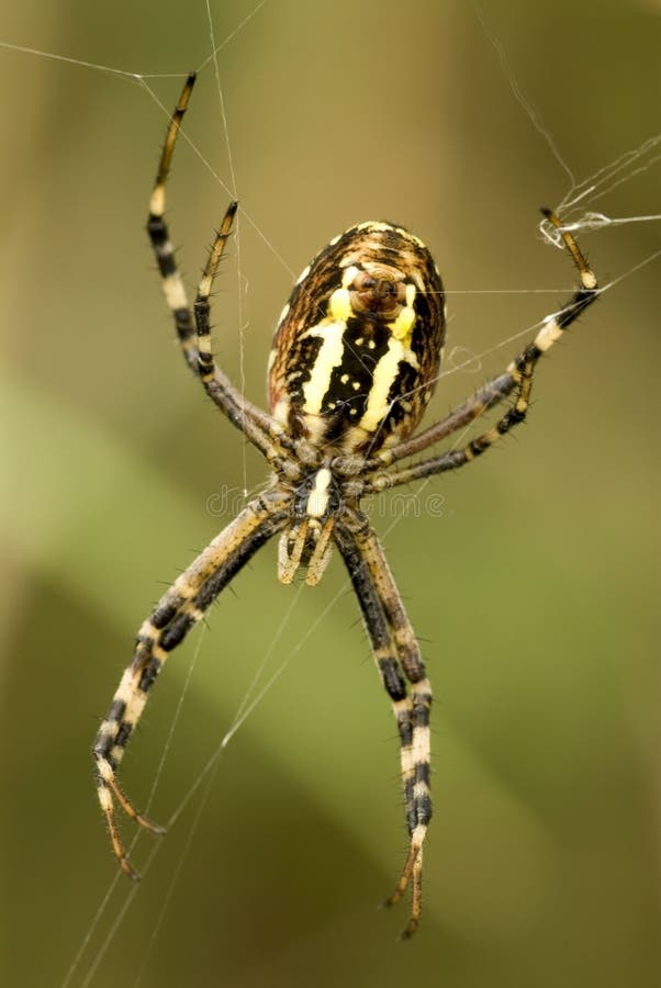 Spider stock photo. Image of macro, insect, spiderweb - 2990866