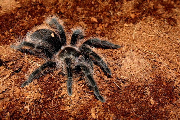 Spider stock photo. Image of spider, warning, toxic, sign - 3498326