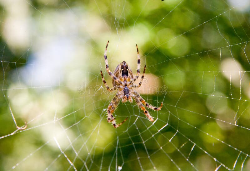 Spider stock image. Image of invertebrate, predator, netting - 3584317