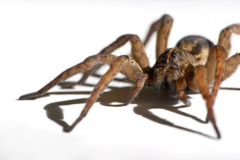118 Spider Web White Creepy Spider Web Over White Background Stock ...