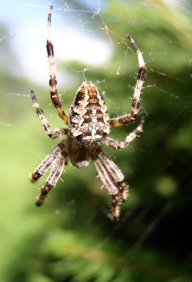 Spider Picture. Image: 4425749