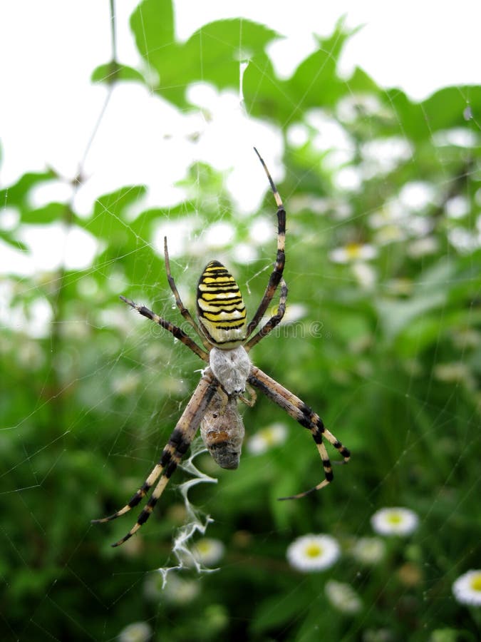 Spider Picture. Image: 6062045