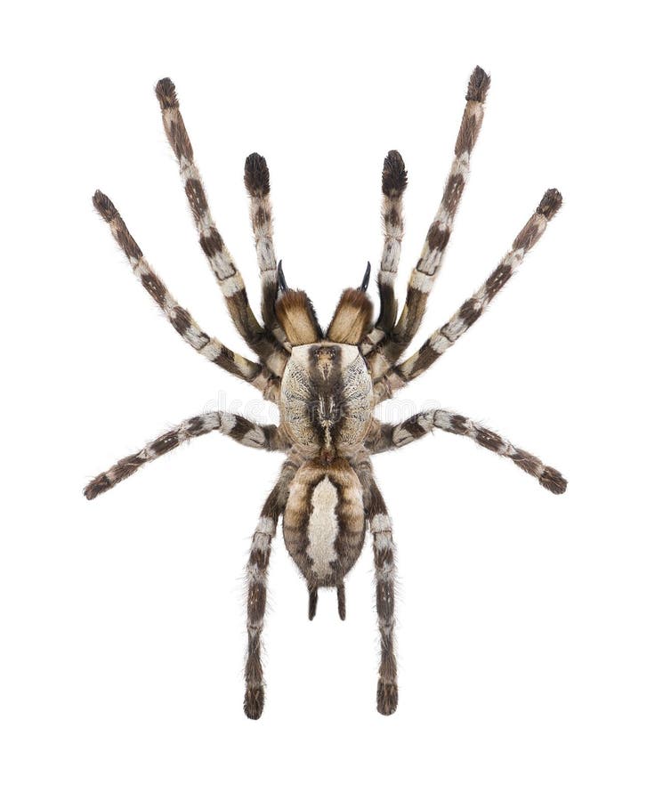 Tarantula top view stock photo. Image of high, view, spider - 23367242