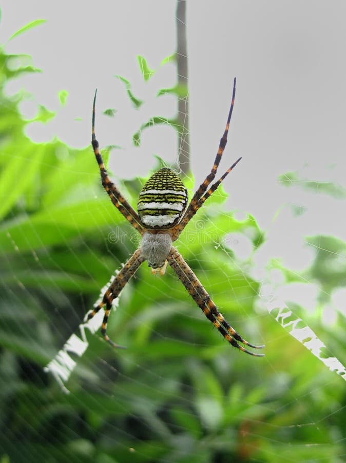 Chinese spider man stock photo. Image of high, glass - 65700504