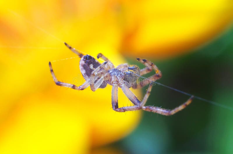 Spider above Flower stock photo. Image of climbing, nature - 31951818