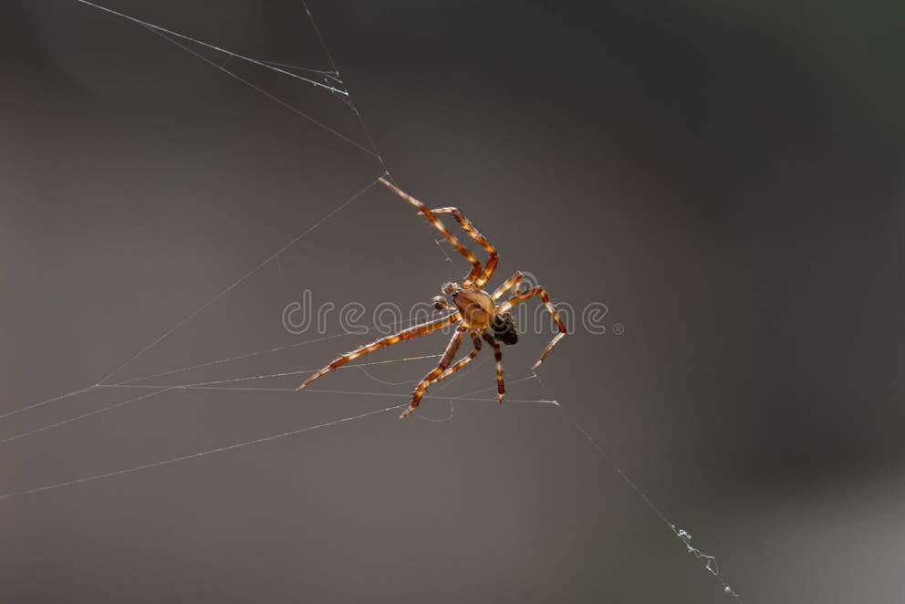 Two spiders on the web stock image. Image of hairy, arachnid - 230786161