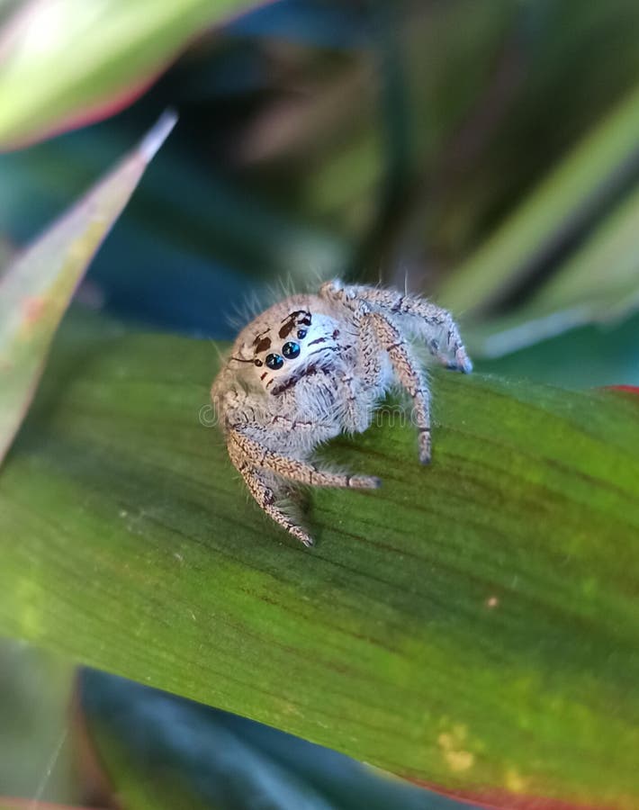 Spider Action in Front of a Camera Above a Leaf Stock Photo - Image of ...