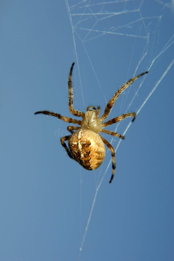 Spider Against the Blue Sky Stock Photo - Image of macro, blue: 18345494
