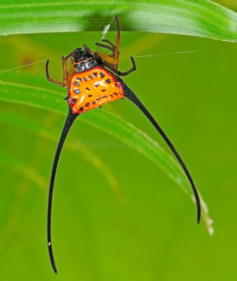 Spider Gasteracantha Stock Photos - Download 171 Royalty Free Photos