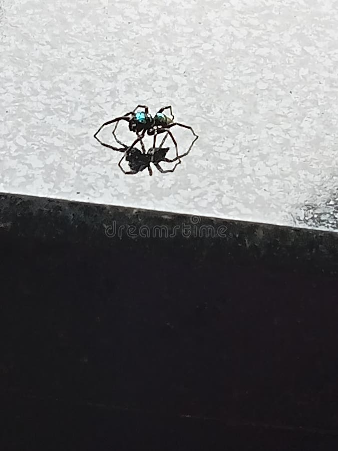 Spider stock image. Image of spider, amazing - 337700073