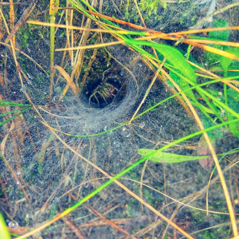Spider in ambush stock photo. Image of ambush, summer - 125934304