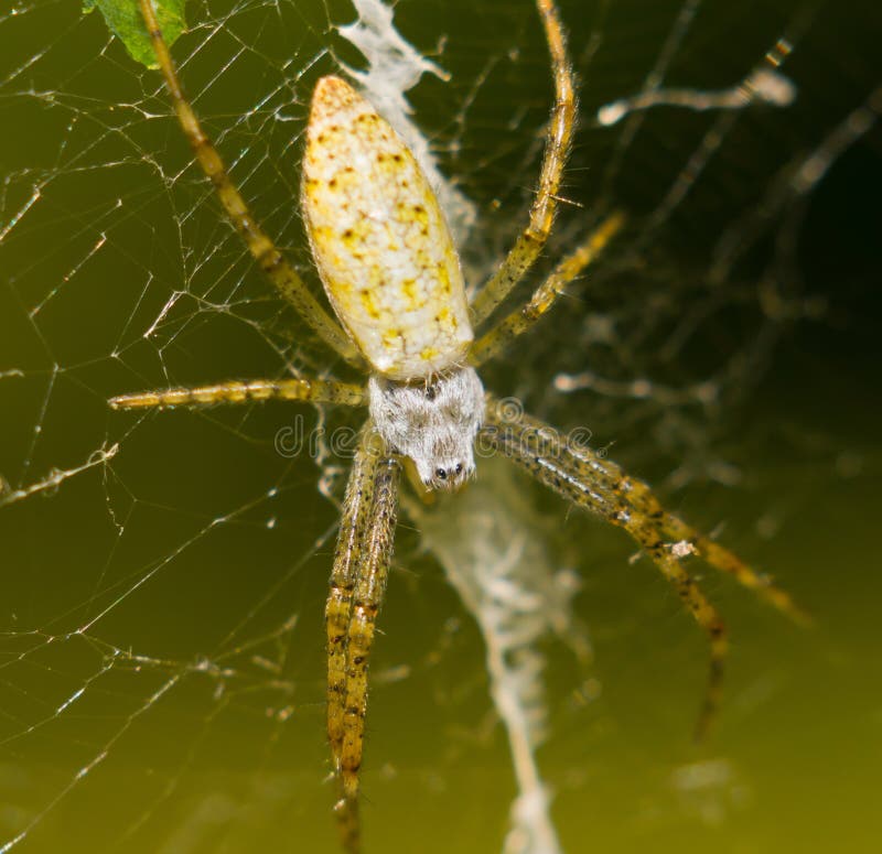 The spider ambushes stock photo. Image of insect, feelers - 25244914