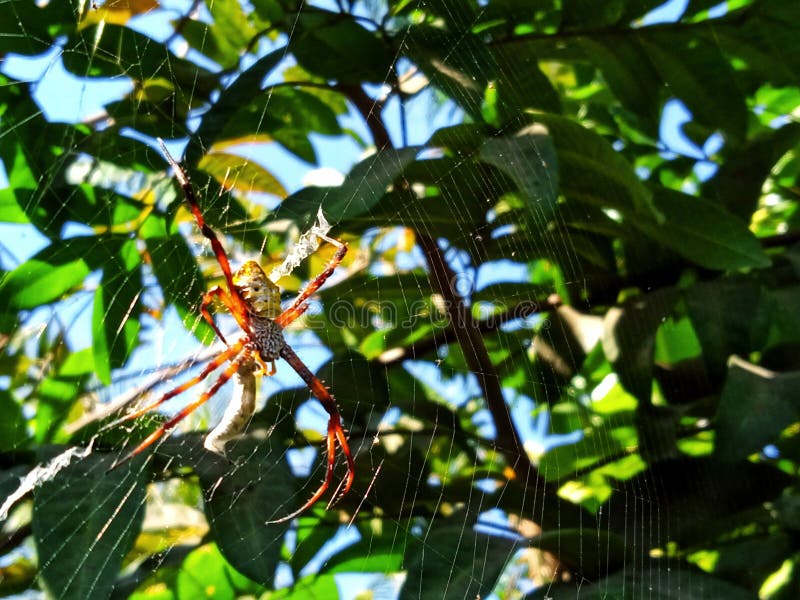 Spider Animal with Close Up Horizontal View Stock Image - Image of ...