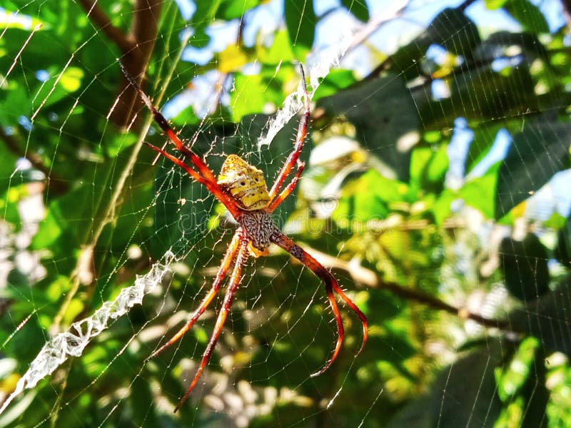 Spider Animal with Close Up Horizontal View Stock Image - Image of ... Spider Animal with Close Up Horizontal View Stock Image - Image of ...